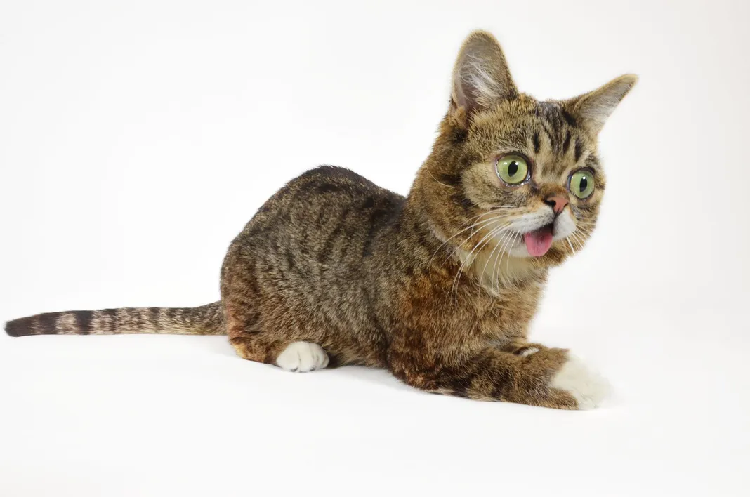'Lil Bub & Friendz': 7 Adorable Pics of Bub and Cute Things — EXCLUSIVE